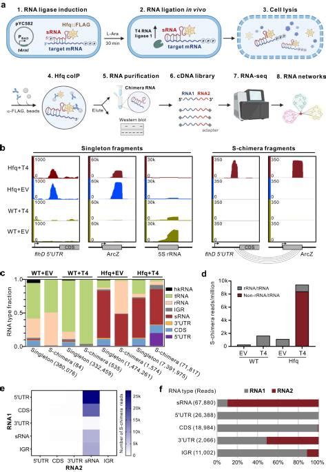 Fatemeh Mohajerani On Linkedin In Vivo Rna Interactome Profiling
