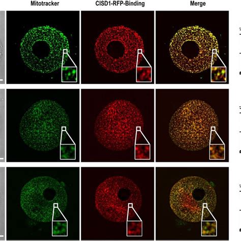Cisd1 Binding Expresses Immediately And Localizes To Mitochondria After