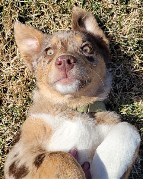 Rode Heeler Duitse Herder Mix Australische Veedrijvershond Dat Is De