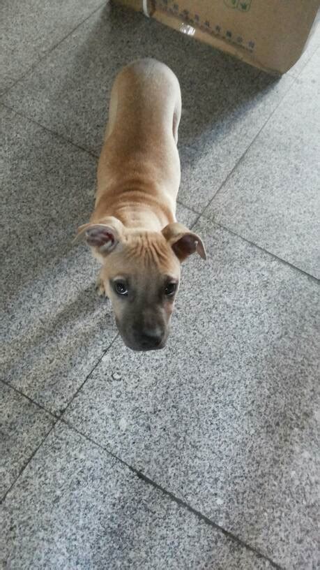 沙皮犬杂交土狗图片 沙皮杂交土狗怎样 伤感说说吧