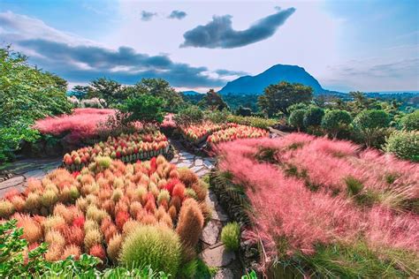 대한민국 최남단 핑크뮬리 성지 9월 가기 좋은 꽃축제