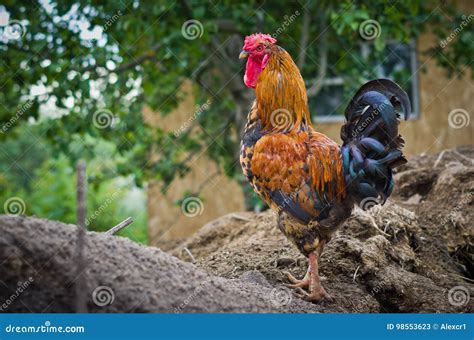 Rooster On The Farm Stock Image Image Of Gallus Colourful 98553623