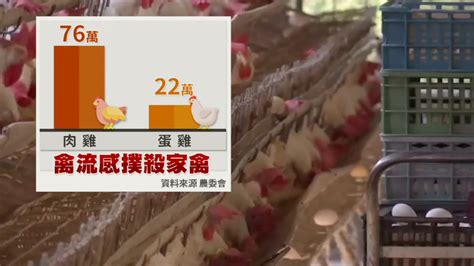 没有鸡焉有蛋是台湾蛋荒的核心问题之一禽流感给养殖业致命一击 凤凰网视频 凤凰网