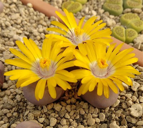 Succseed Lithops Meyeri Cv Hammerruby C 272a