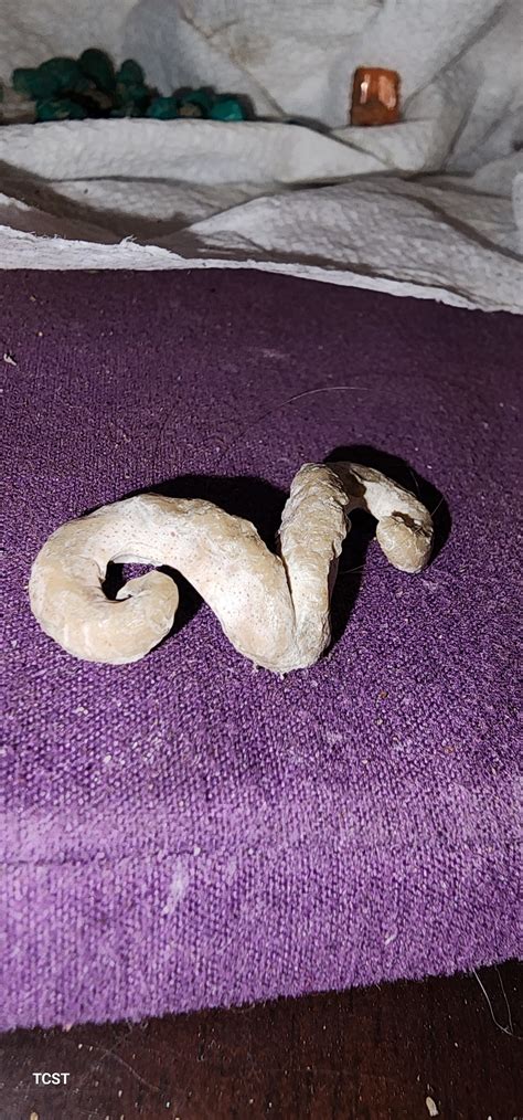 Perfect Twin Rams Horn Gem Related Discussion Igs Forums