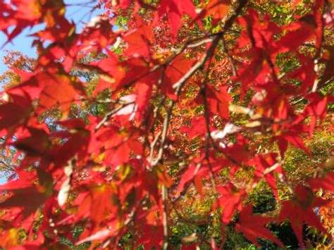 名刹石峯寺の紅葉 神戸市北区 三田のはげおとん