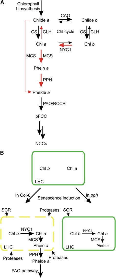 Pheophytin Pheophorbide Hydrolase Pheophytinase Is Involved In