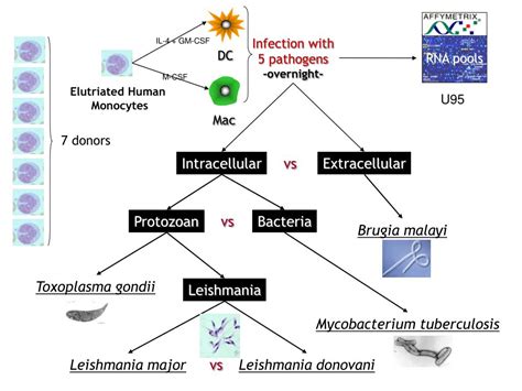 Ppt Mining For Meaning Data Mining And Knowledge Extraction Powerpoint Presentation Id 919225
