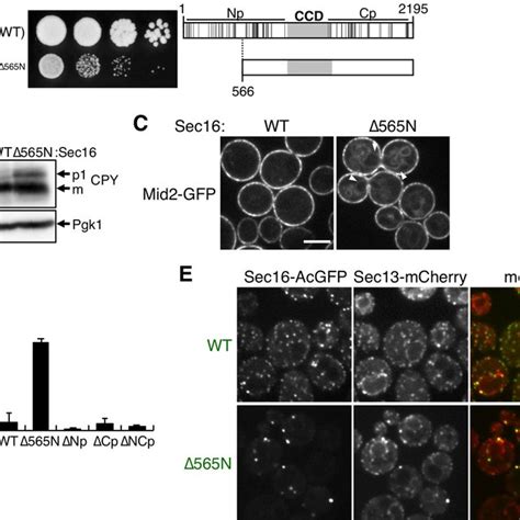 Nonphosphorylatable Sec16 Mutants Show Normal Eres Formation And Er