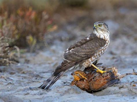 Sharp Shinned Hawk Bird Facts Accipiter Striatus Birdfact