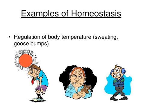 Homeostasis Examples
