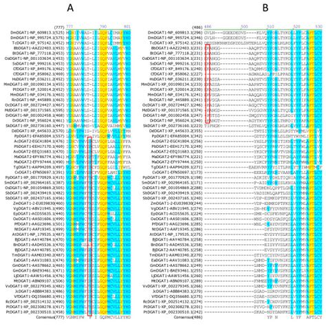 Sequence Analysis Of Important Amino Acid Residues Of Dgat1s Shown In