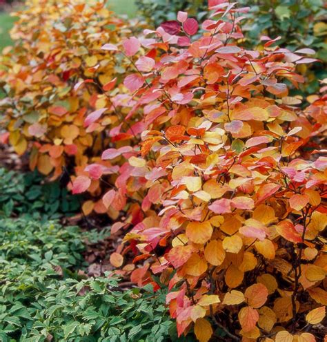19 Gorgeous Fiery Fall Trees And Shrubs