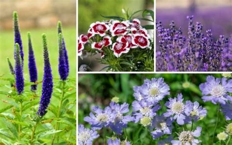 10 Fantastic Trailing Perennials Garden Lovers Club 10 Fantastic Trailing Perennials Garden Lovers Club