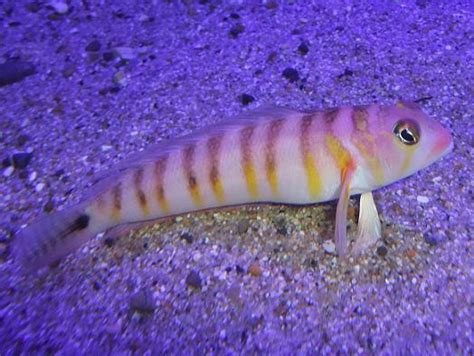 オキトラギスとしとしWeb水族館魚図鑑