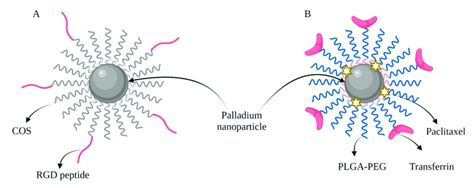 Combined Nanoparticles A Pdcos Rgd B Pdnpptx Loaded Plga Peg