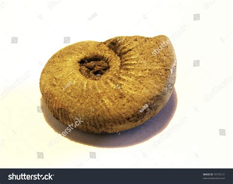 Fossil Snail Shell Found Germany Evidence That Stock Photo 10776121 Shutterstock