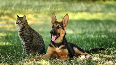 Joint And Mobility Collagenie