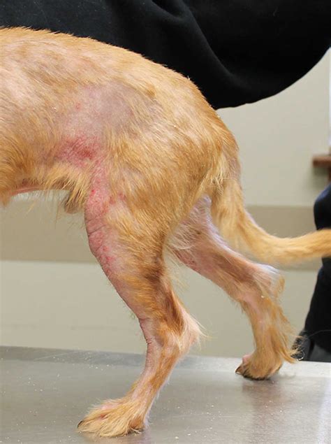 Dermatology