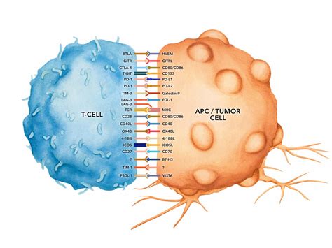 Immune Checkpoint Antibodies Bio X Cell