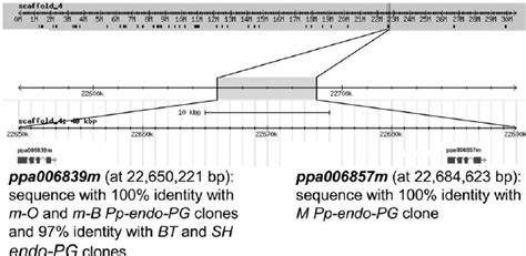 Amplification Of A Selected Fragment A And Cleaved Amplified