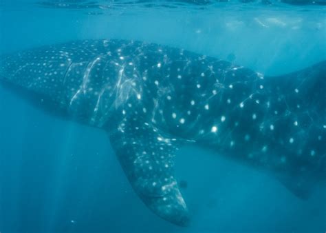 Whalewatching Baja Adventure Co