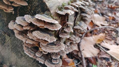 Observations By Tversteeg INaturalist