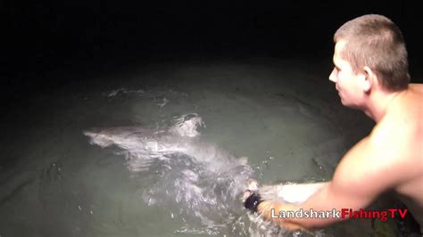 Tiger Shark Fishing Off The Beach YouTube