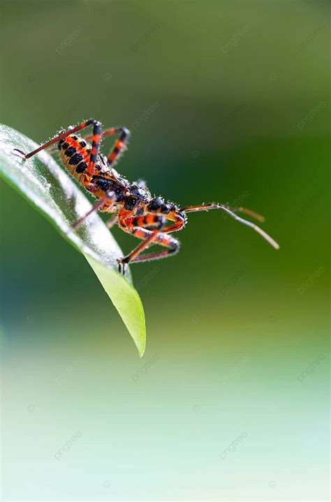 Assassin Bug Heteroptera Beetle Detail Photo Background And Picture For