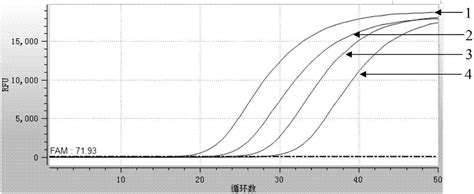 Primer For Taqman Probe Real Time Fluorescence Pcr Polymerase Chain
