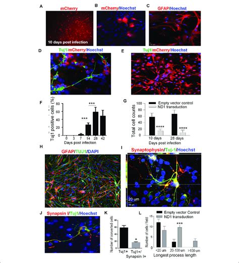 In Vitro Direct Reprogramming Of Astrocytes To Induced Neurons Mouse Download Scientific