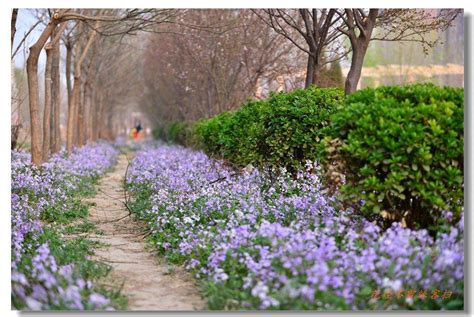 花径兰州 花径 大山谷图库