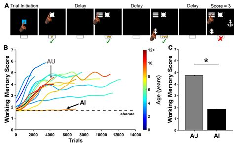 The Delayed Recognition Span Task Drst Measures Working Memory A Download Scientific