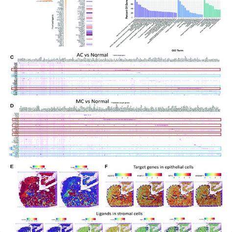 Stromal And Epithelial Cell Interaction In Human Colorectal Download Scientific Diagram