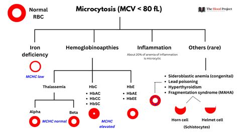 Microcytosis The Blood Project