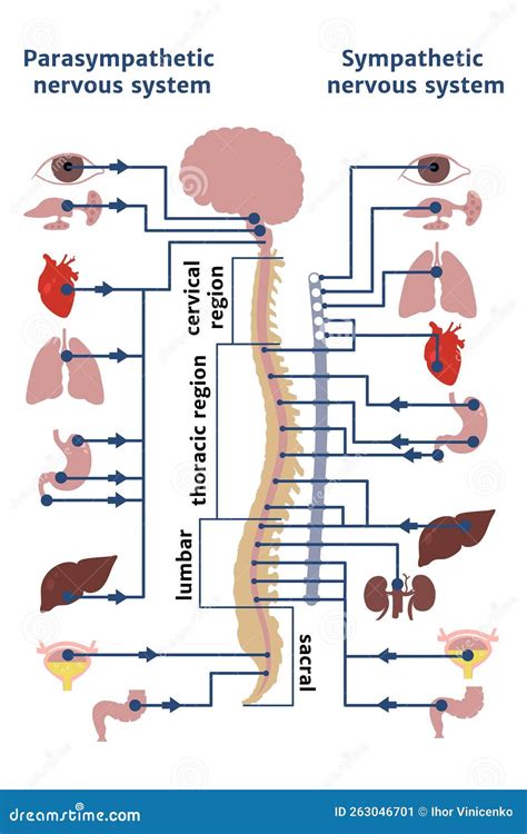 Parasympathetic Nervous System Diagram