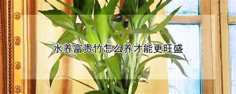 水养富贵竹怎么养才能更旺盛 蓝妖花园