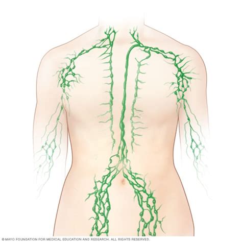 Swollen Lymph Nodes Symptoms And Causes Mayo Clinic