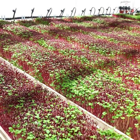 Microgreen Red Amaranth Conventional Nordamark