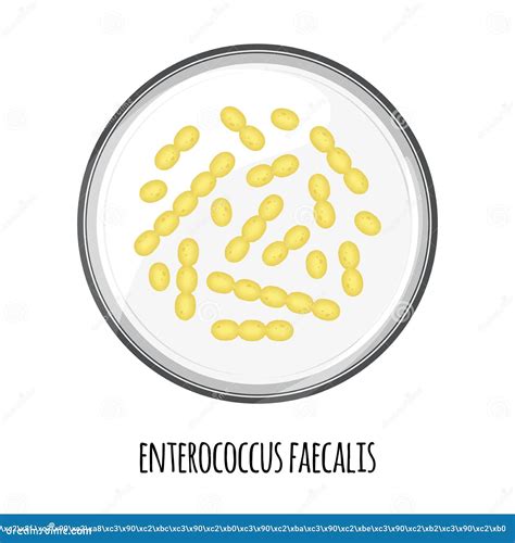 The Human Microbiome Of Enterococcus Faecalis In A Petri Dish Vector