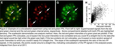 Fluorescent Proteins 101 Visualizing Subcellular Structures And Organelles
