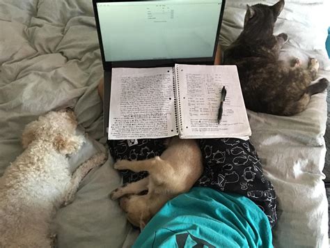 my language learning setup r languagelearning