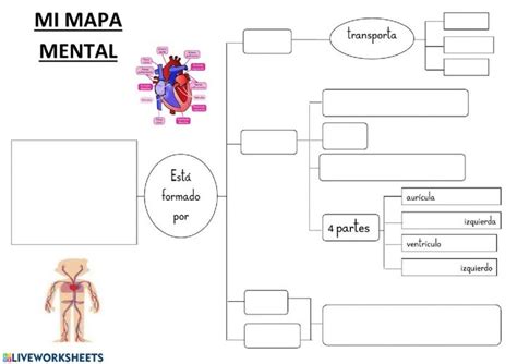 Mapa Mental Sobre El Sistema Circulatorio Ficha Interactiva Sistema