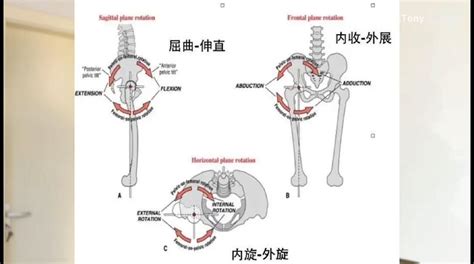 练完髋关节还不开我买单，初级髋关节灵活性动态拉伸 哔哩哔哩