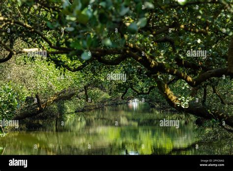 Jungle Tree Tunnel Hi Res Stock Photography And Images Alamy