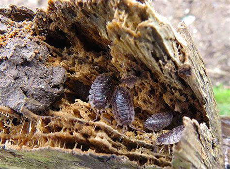 Мокрицы в доме опасны ли они для человека Как избавиться от них