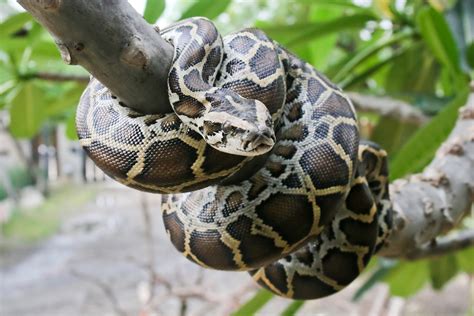 What Is The Burmese Python