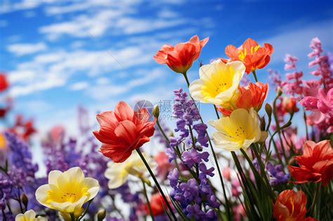 自然盛开的彩色花朵高清图片下载 正版图片600659464 摄图网