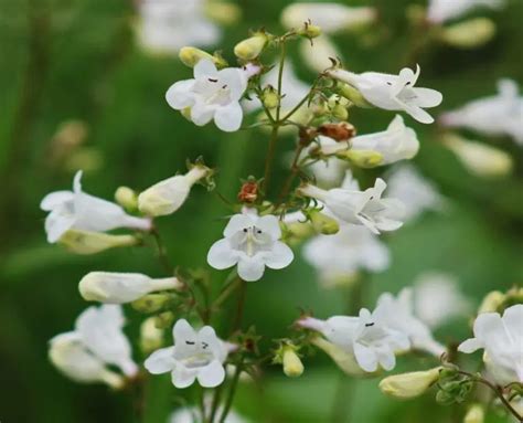 A Guide To Native Penstemons The Plant Native