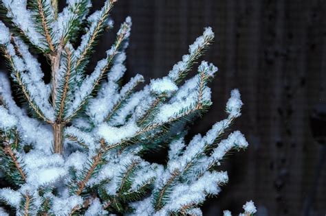 Premium Photo A Beautiful Tree Branch Decoration On A Black Wall In The Park
